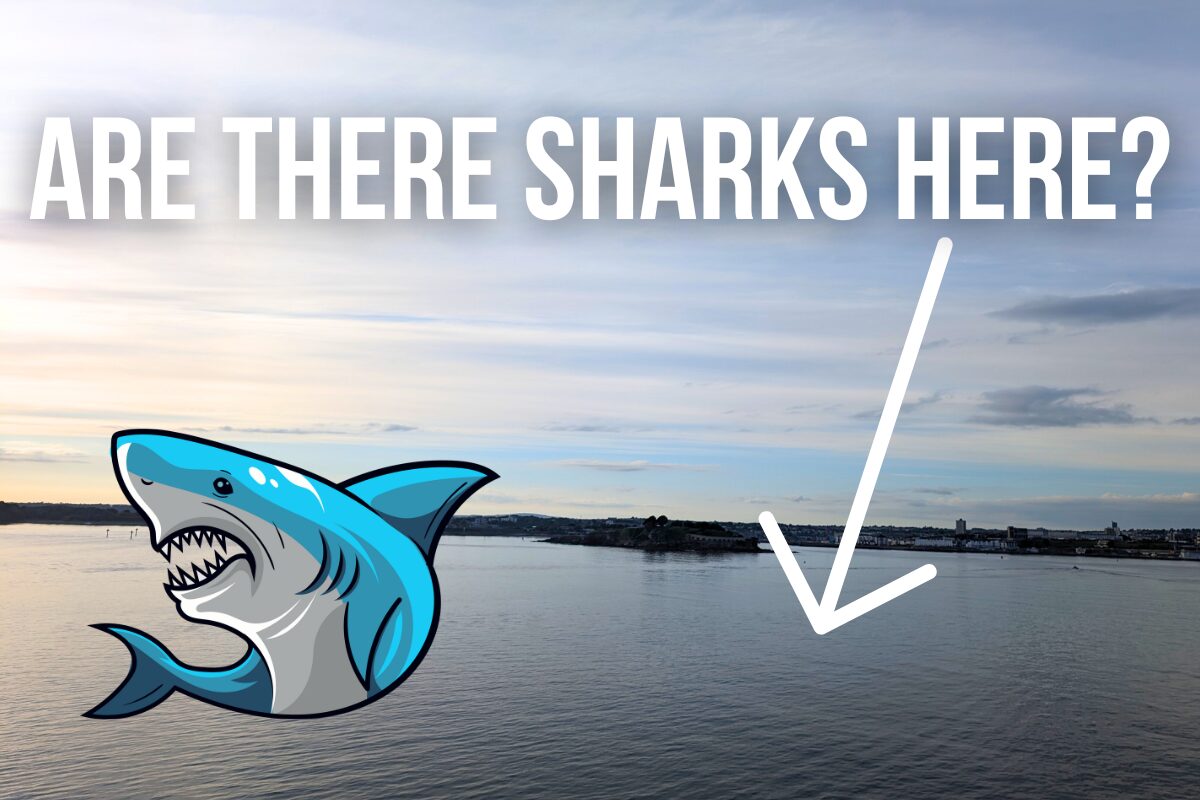 Are there sharks in the South West?
